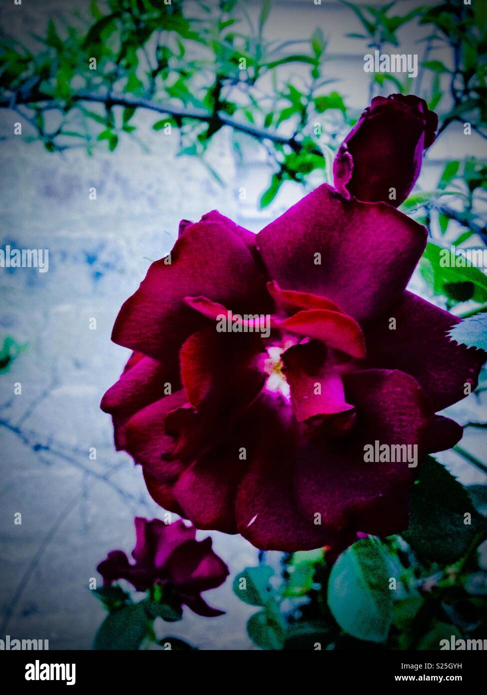 Dark maroon colored rose with greenery on white background Stock Photo ...