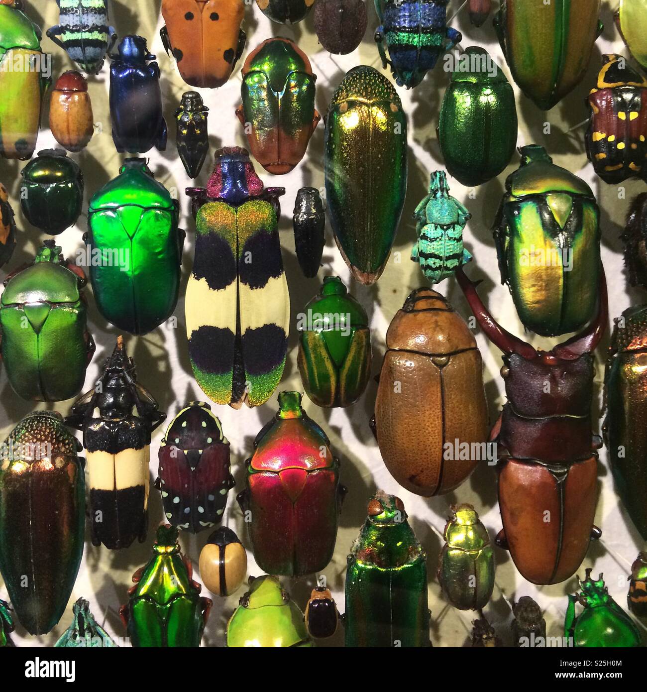 Entomology specimens hi-res stock photography and images - Alamy