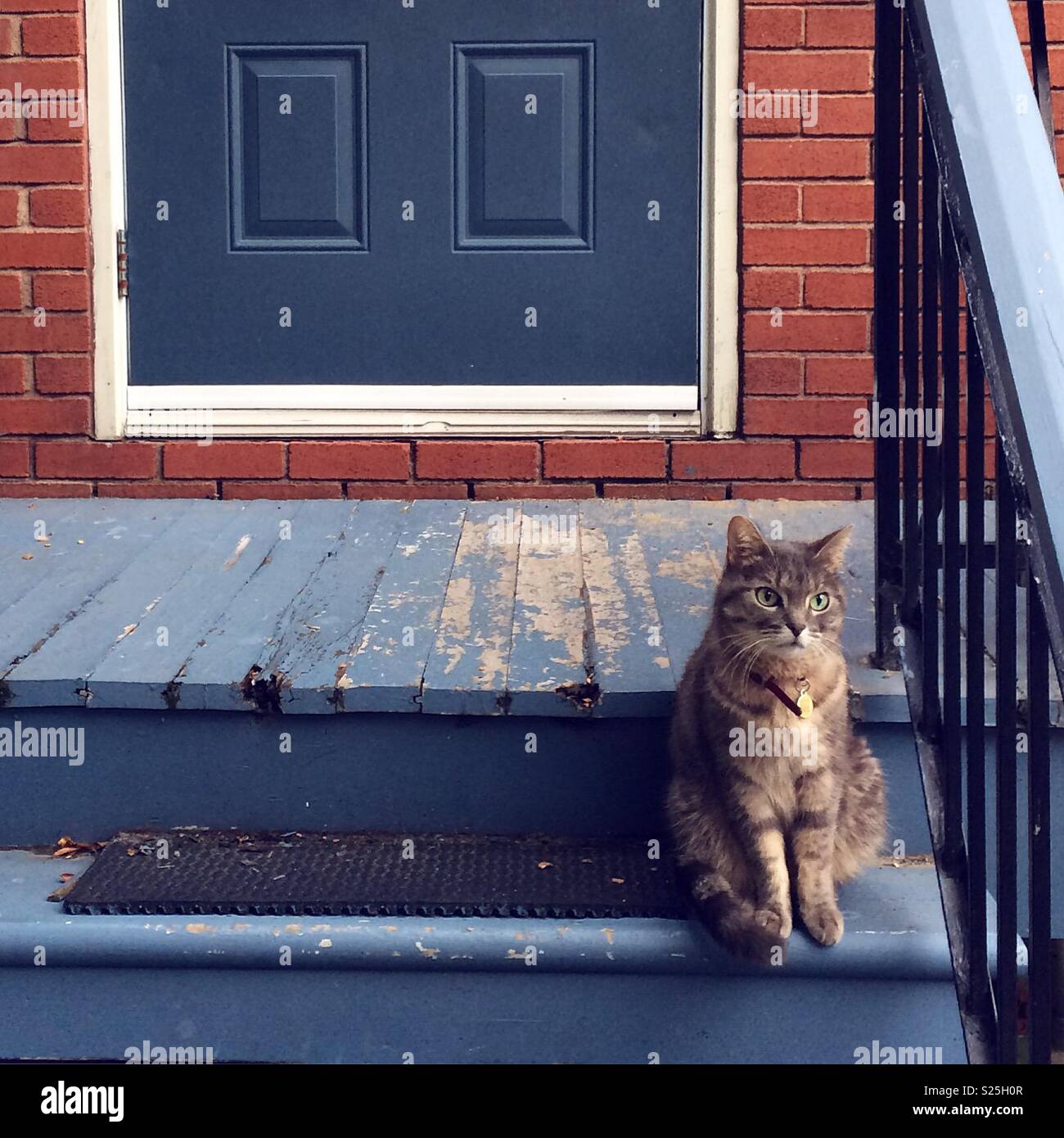 A tabby cat sitting on the front steps of a red brick apartment ...