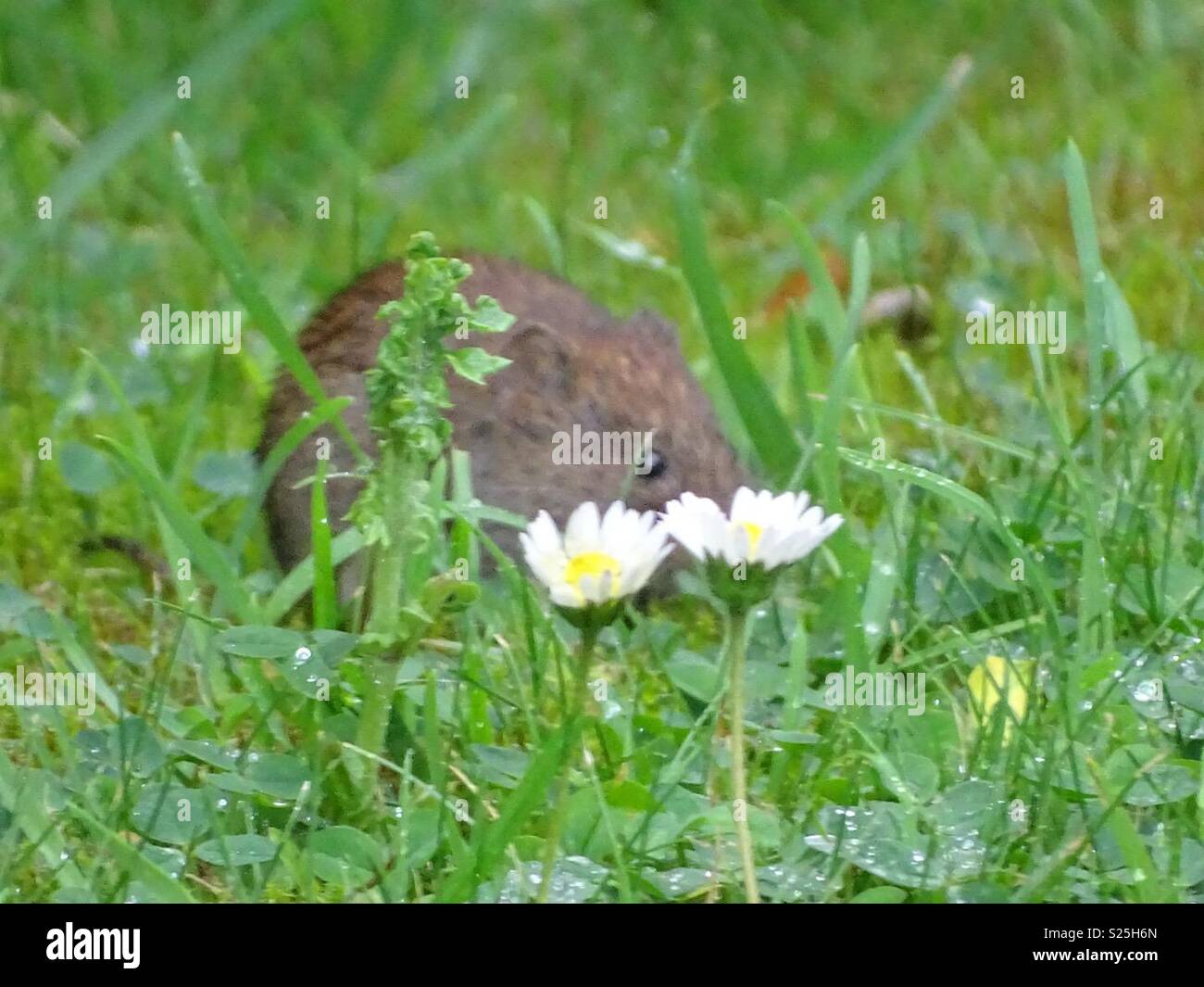Wet mouse hi-res stock photography and images - Alamy