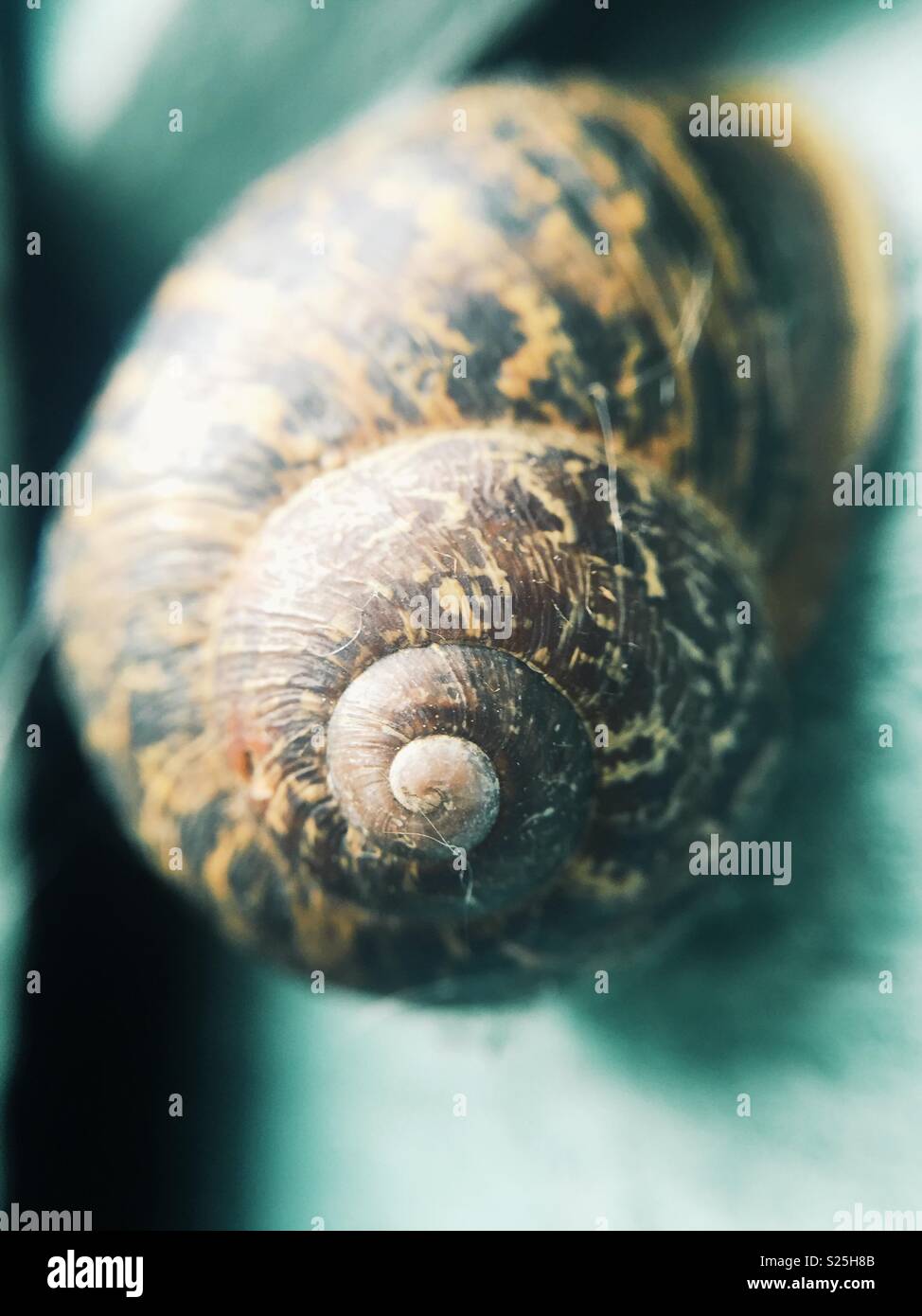 Swirly snail shell Stock Photo - Alamy