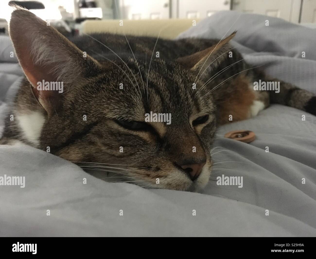 Cat sleeping bed hi-res stock photography and images - Alamy