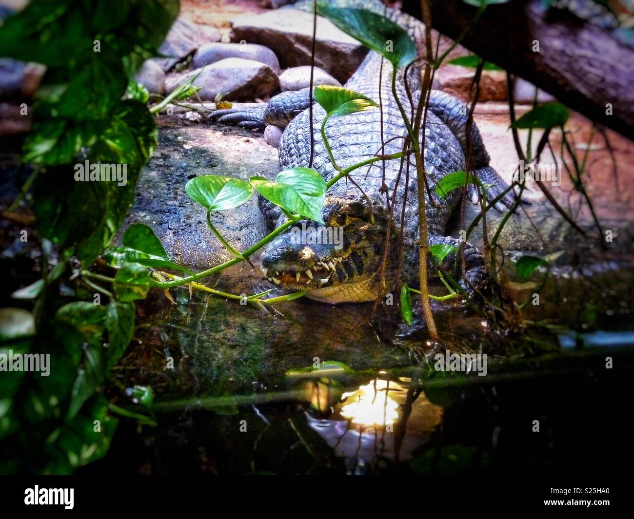 Danger croc hi-res stock photography and images - Alamy