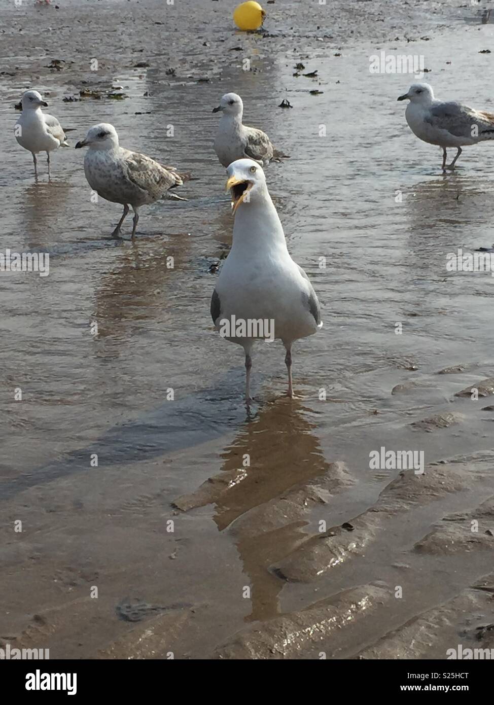 Hungry Seagull at Margate Main Sands Stock Photo - Alamy