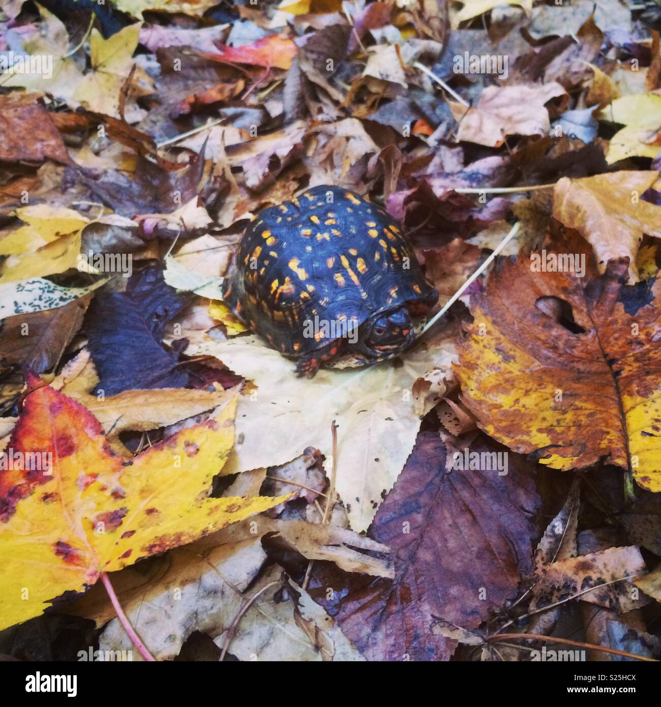 North american box turtle hi-res stock photography and images - Alamy