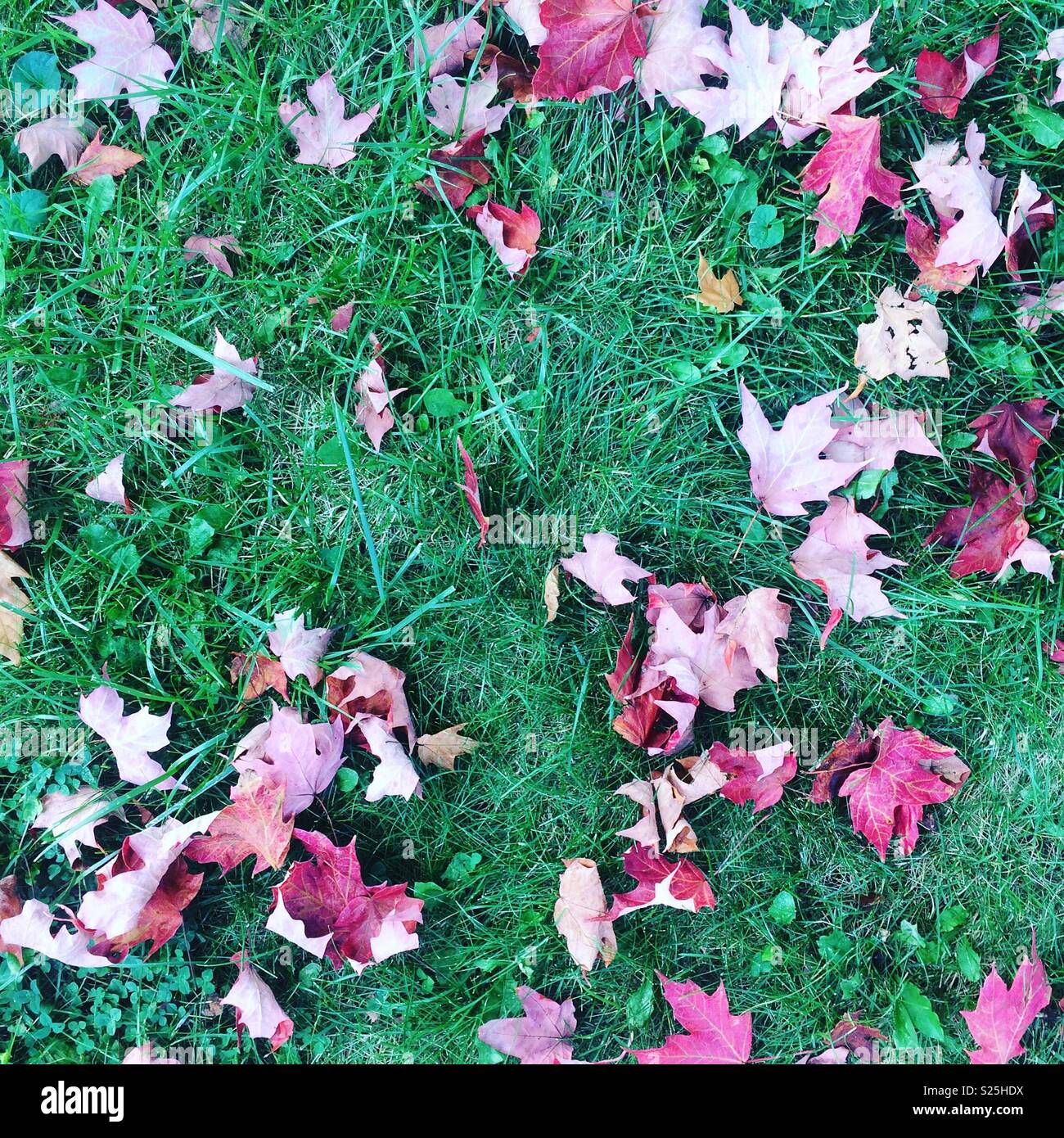 Changing grass hi-res stock photography and images - Alamy