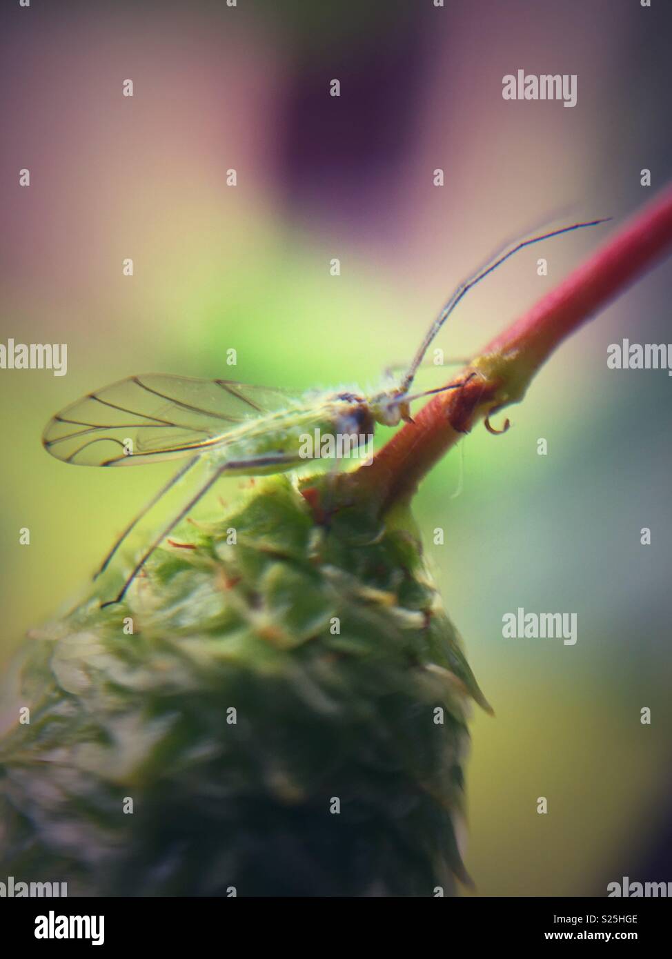 Greenfly drinking sap from a catkin Stock Photo - Alamy
