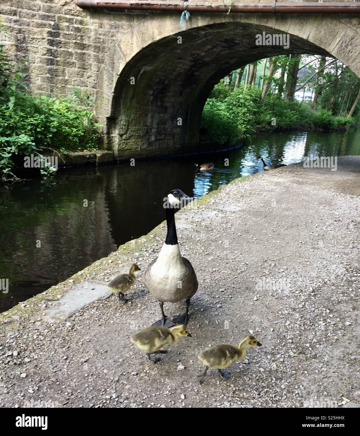 Family of ducks Stock Photo - Alamy