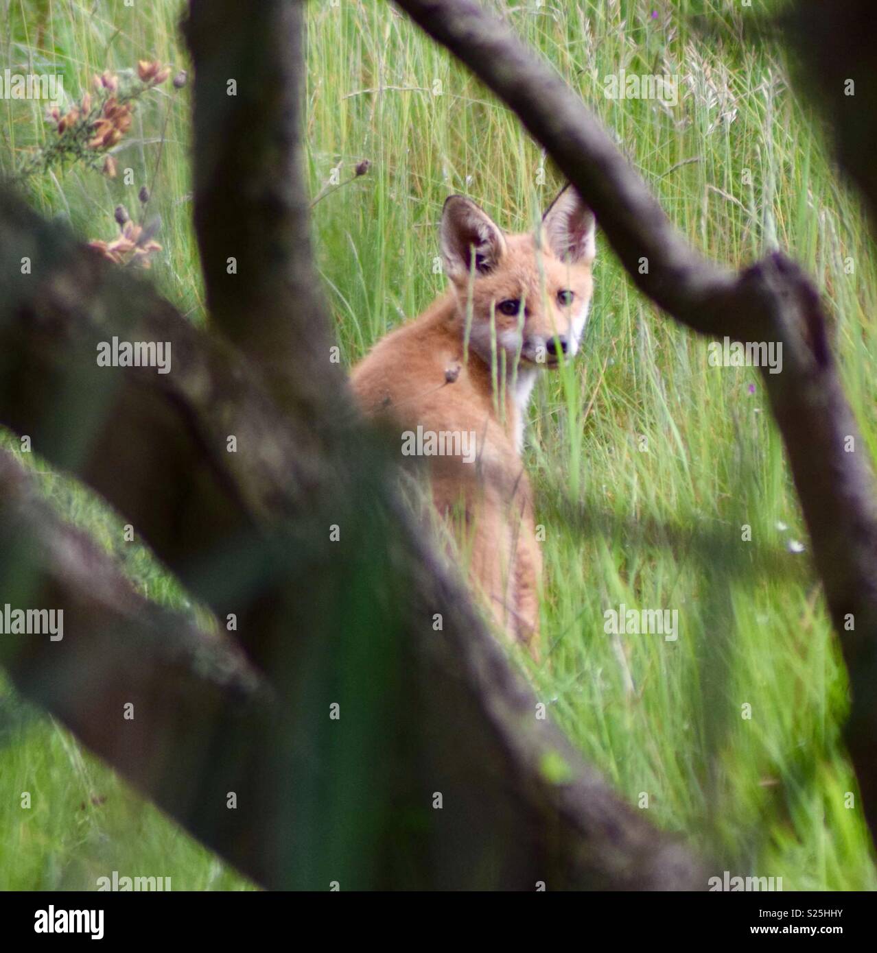Fox cub through the hedge Stock Photo - Alamy