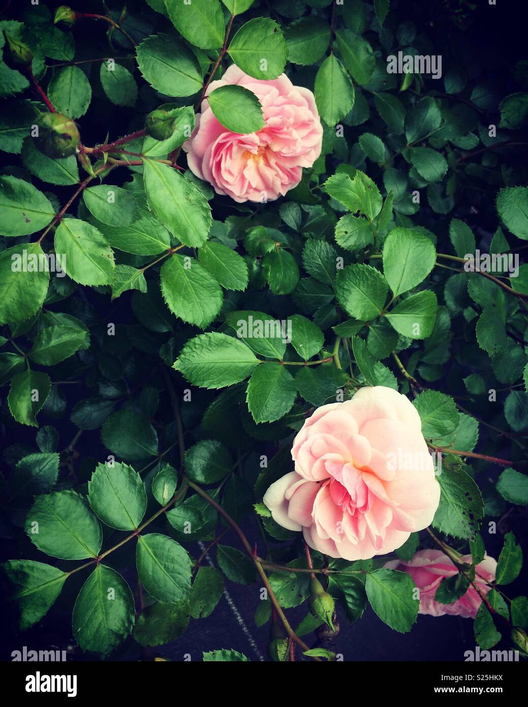 Dark pink roses with green leaves hi-res stock photography and images ...