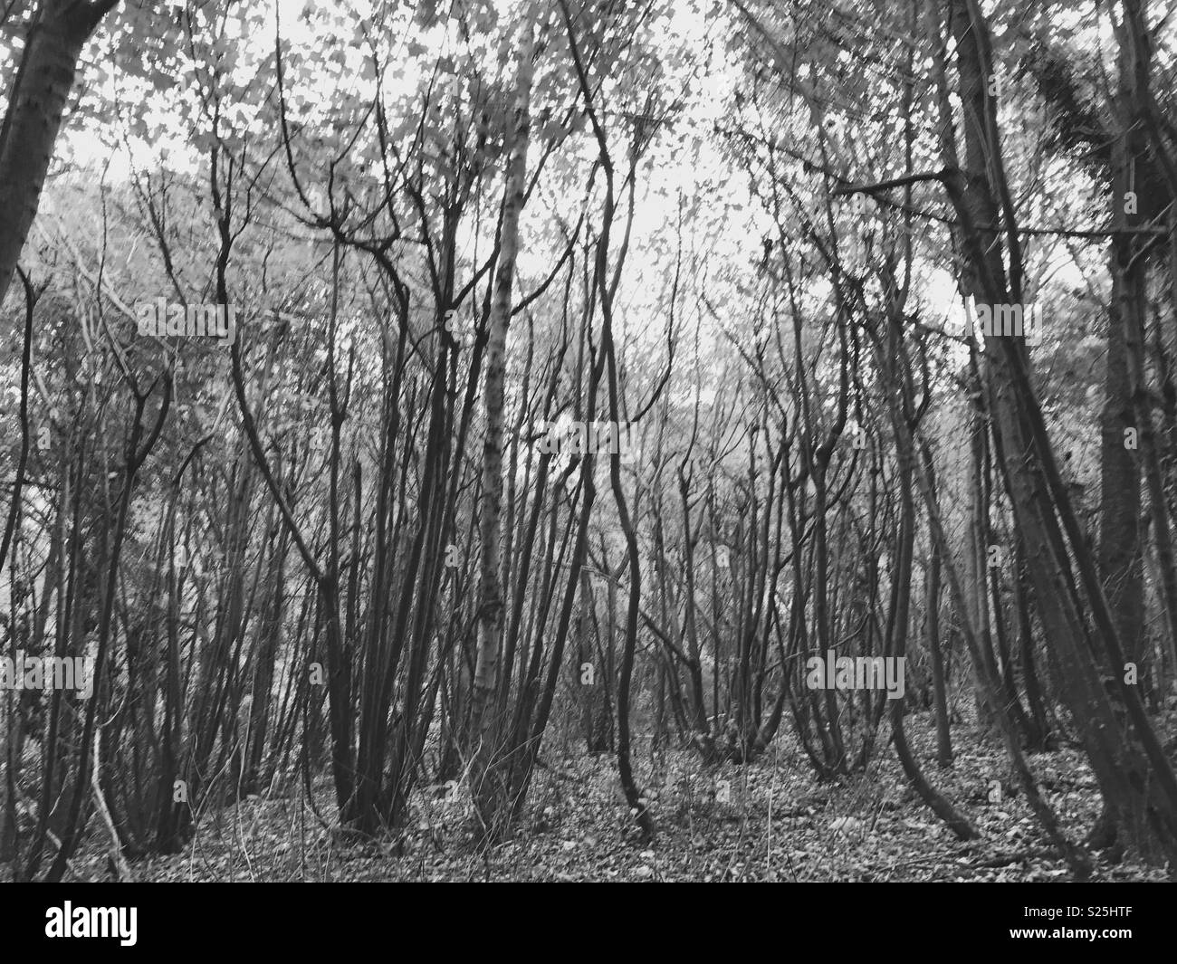 Tree scape hi-res stock photography and images - Alamy