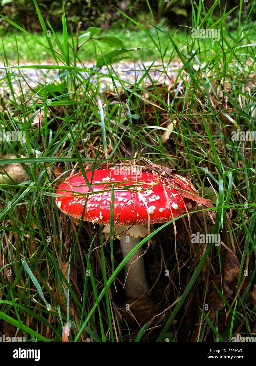 Irish fungi hi-res stock photography and images - Alamy