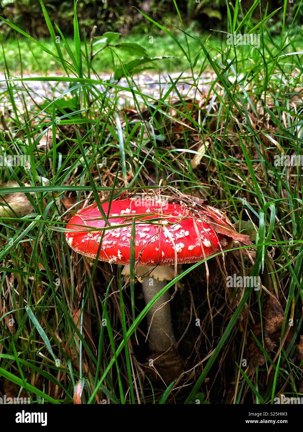 Red toadstool white spots in hi-res stock photography and images - Alamy
