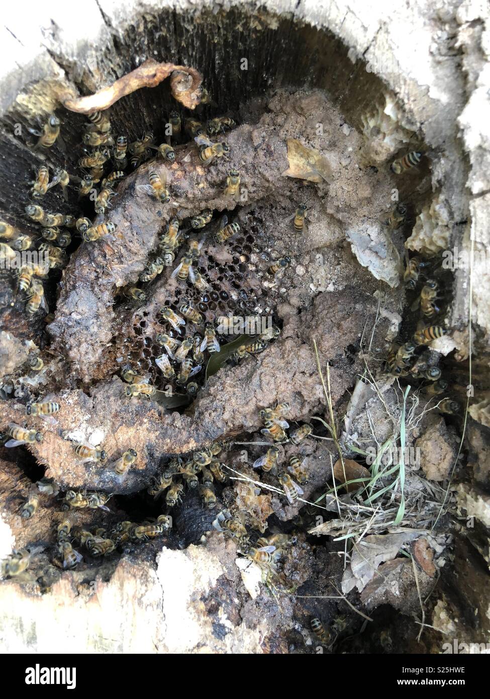 Bee hive tree hi-res stock photography and images - Alamy