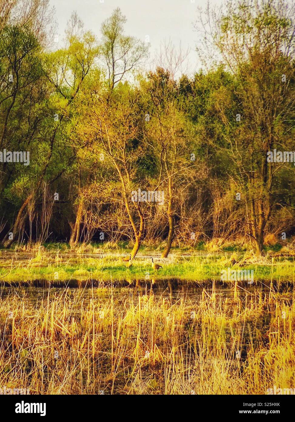 Marshy Area High Resolution Stock Photography and Images - Alamy