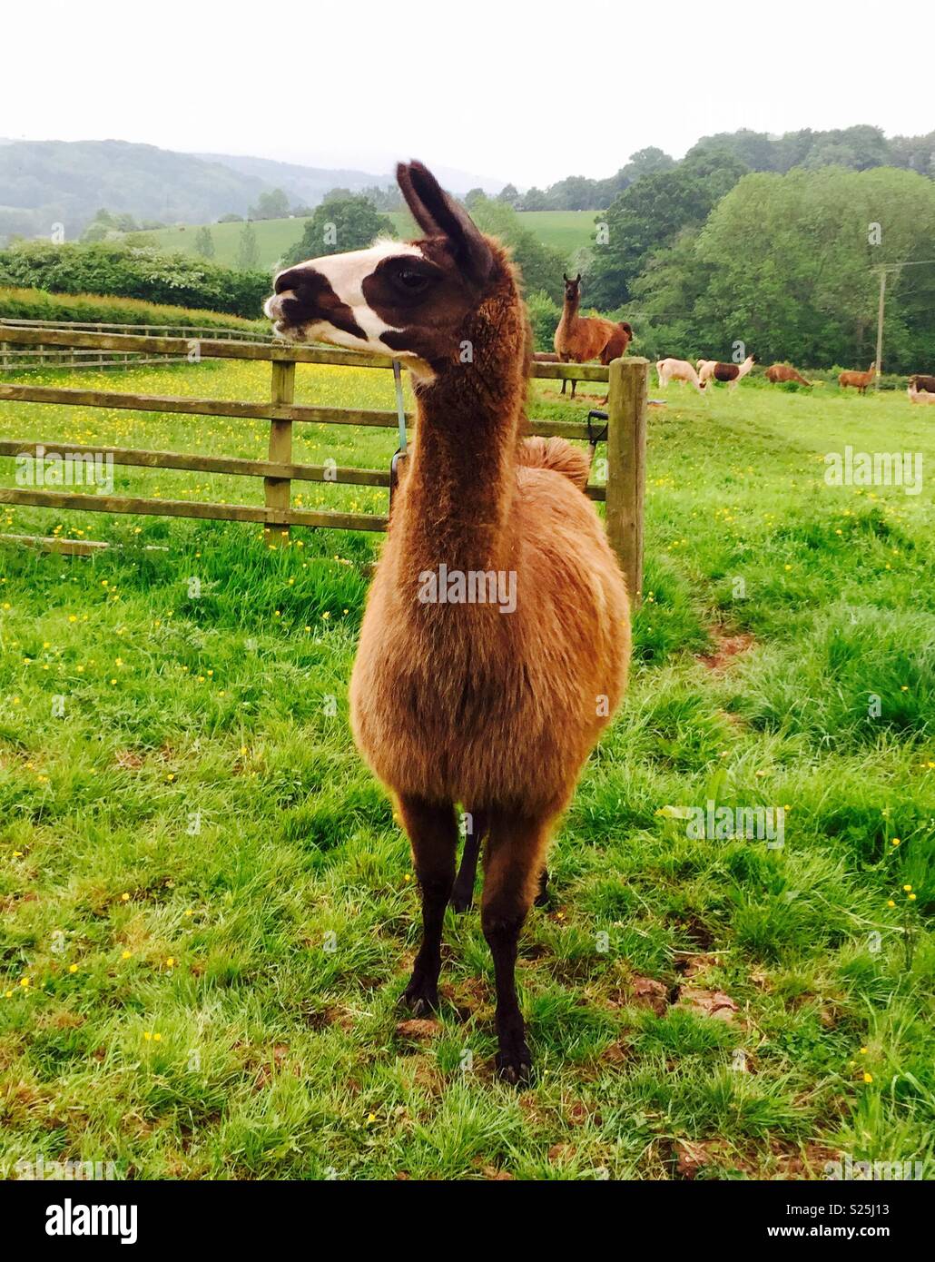 Llama field hi-res stock photography and images - Alamy