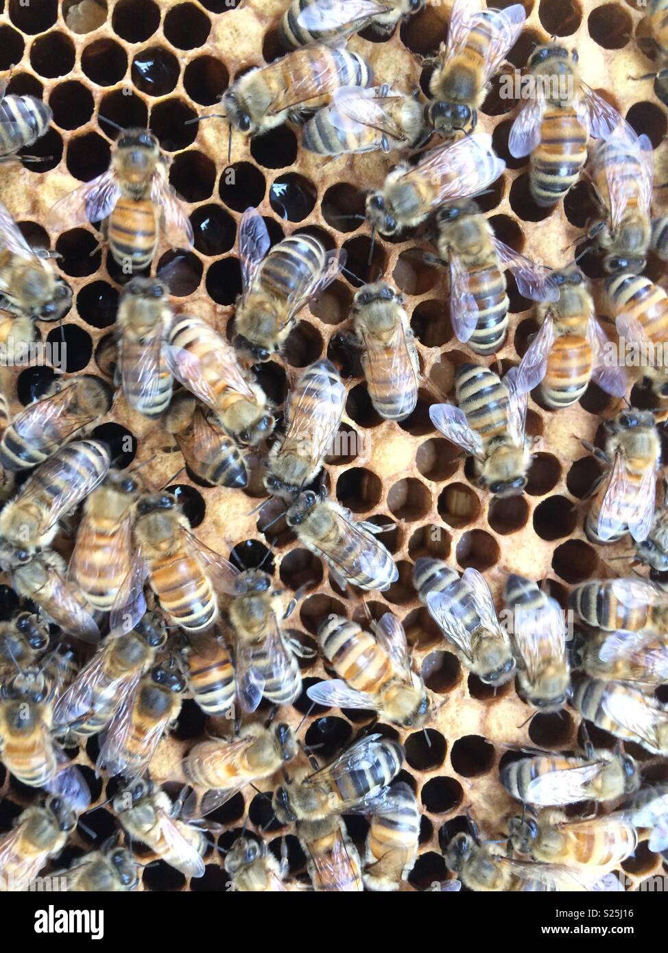 Bees on brood comb capped hi-res stock photography and images - Alamy