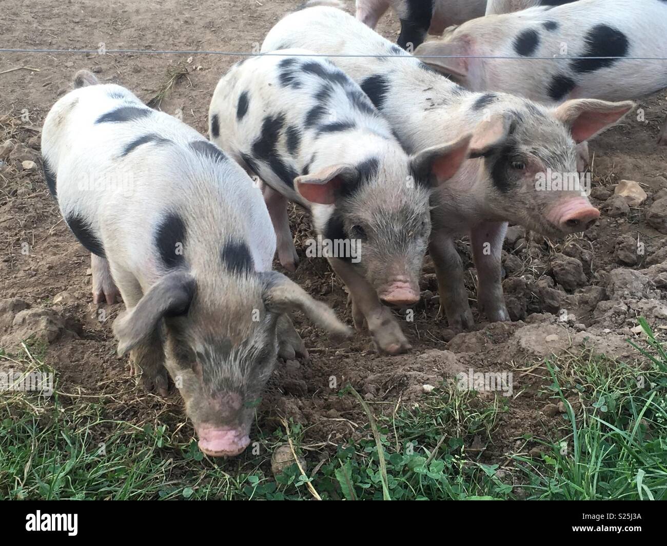 Piggies hi-res stock photography and images - Alamy