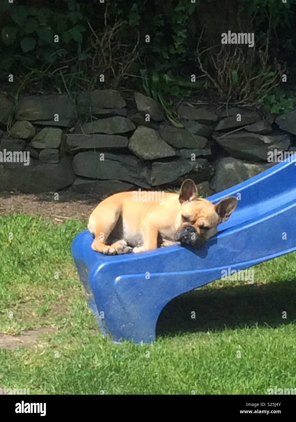 French Bulldog on Slide Stock Photo - Alamy