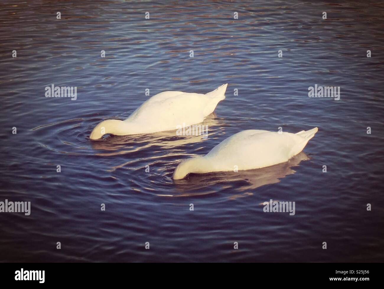 Two swans dipping Stock Photo - Alamy