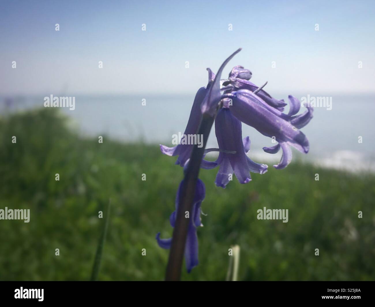 Wild flowers welsh coast Stock Photo - Alamy