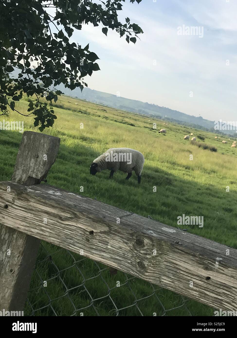Sheep In field, sky behind, tree in corner, one sheep close up grazing ...