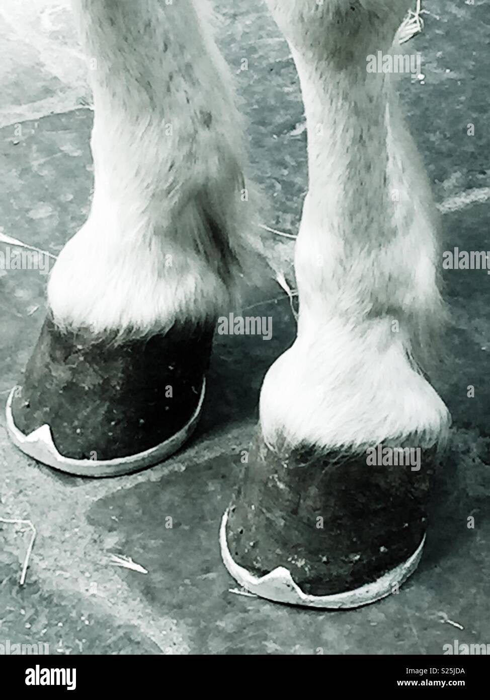 Horse hooves hi-res stock photography and images - Alamy