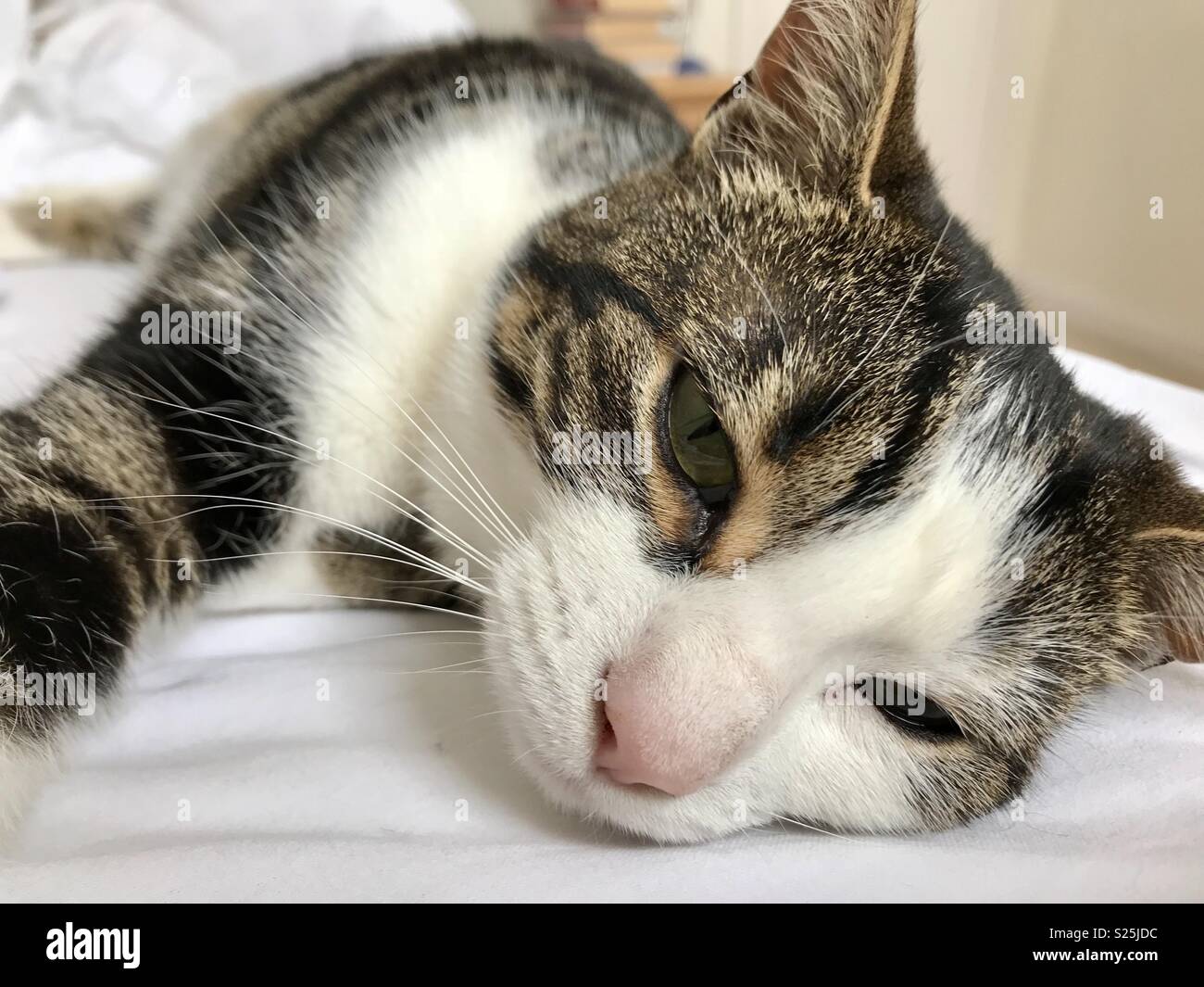 Tortoise shell cat hi-res stock photography and images - Alamy