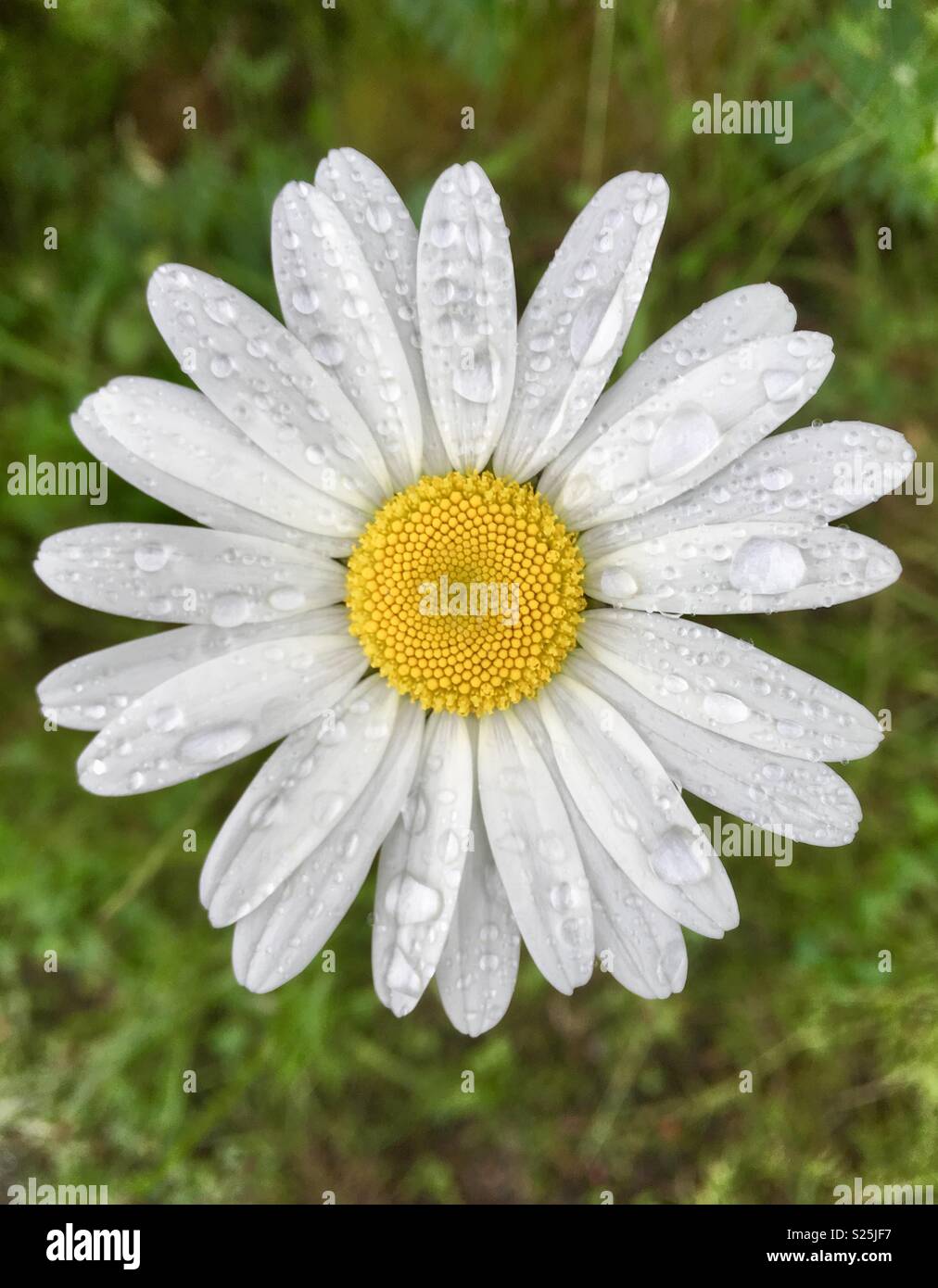 Daisy ok hi-res stock photography and images - Alamy