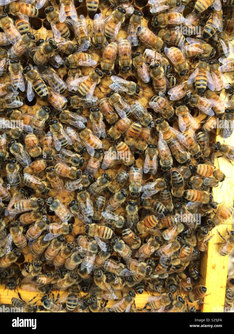 Honey bees on a frame Stock Photo - Alamy