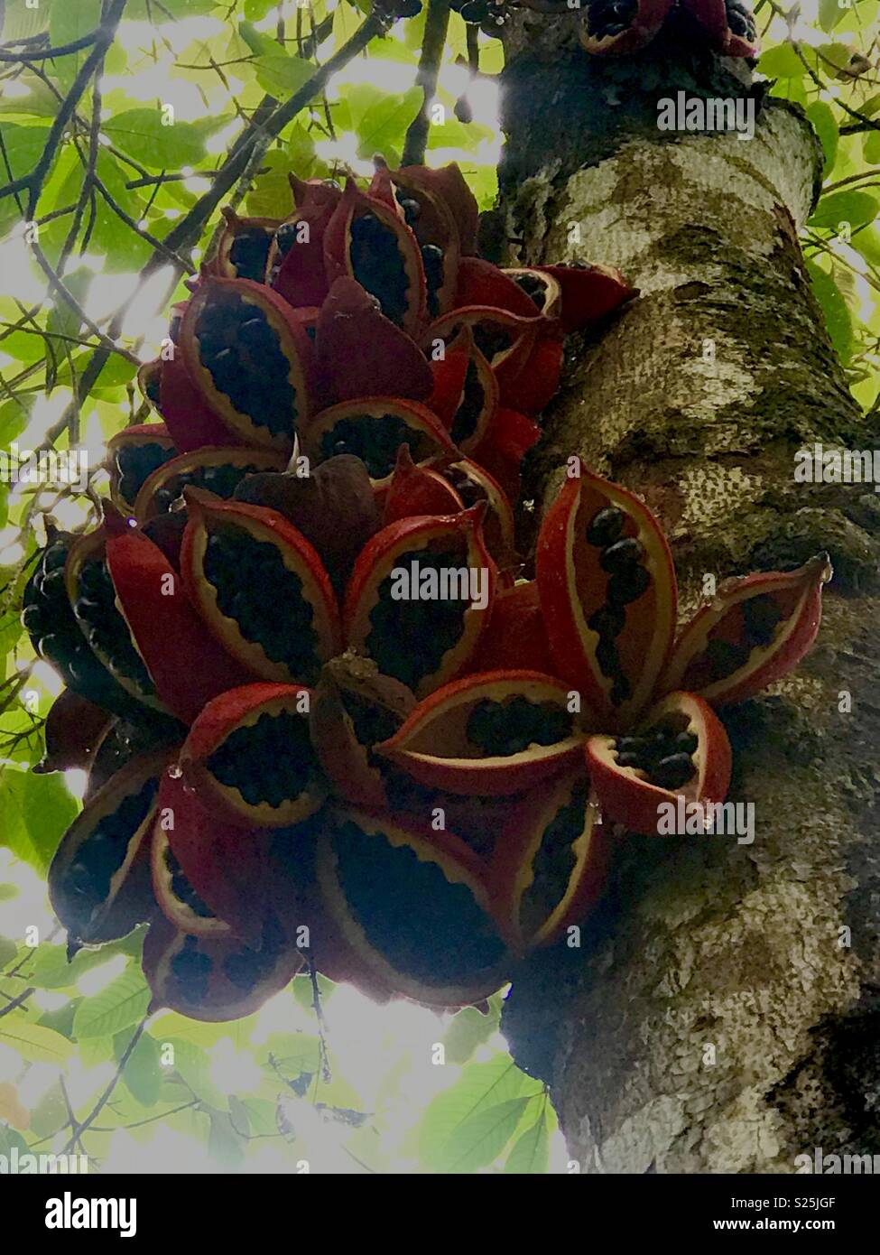Tree fruit fruit hi-res stock photography and images - Alamy