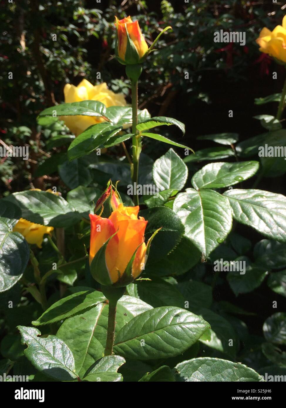 Rosebuds hi-res stock photography and images - Alamy