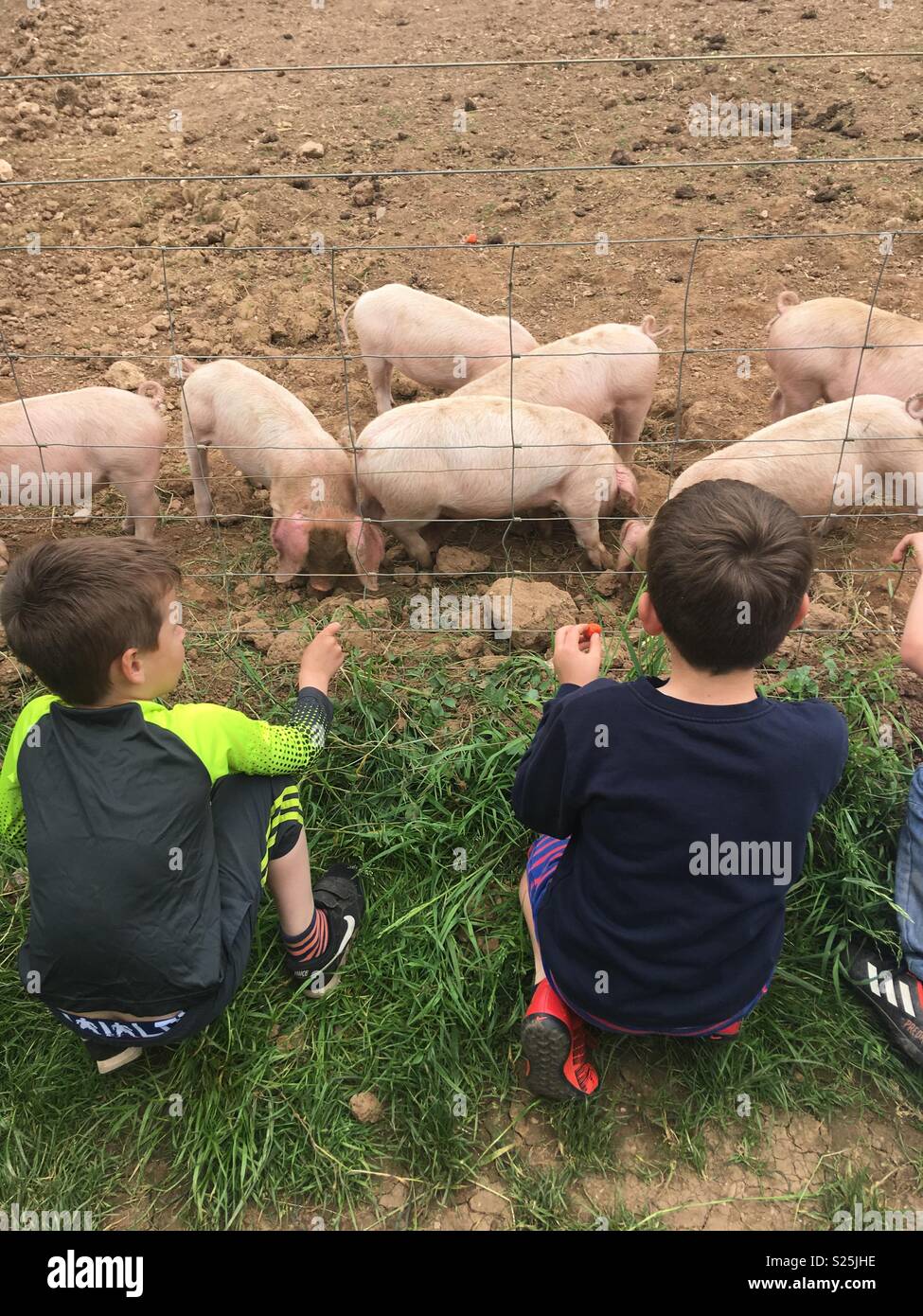 Pigs life hi-res stock photography and images - Alamy