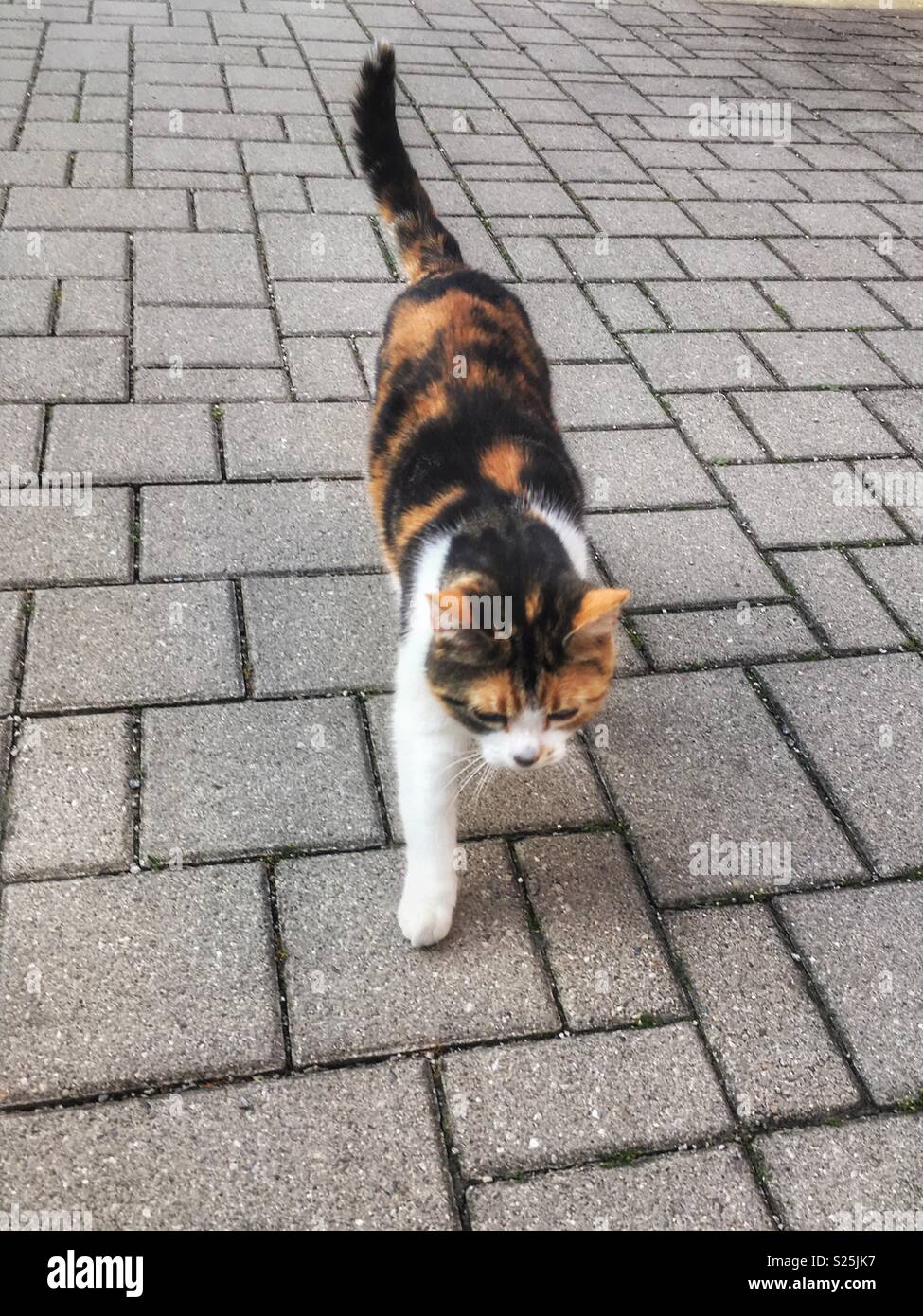 Three colored cat hi-res stock photography and images - Alamy