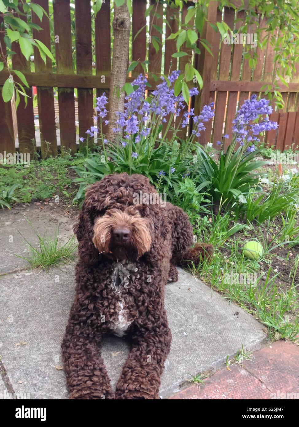 Cockapoo flowers hi-res stock photography and images - Alamy