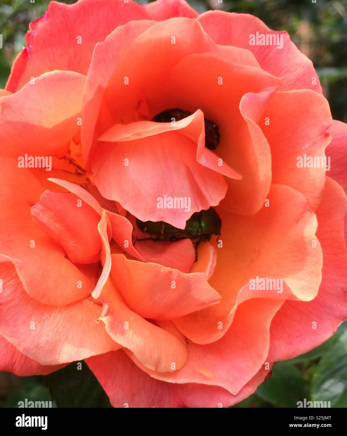 Hiding Rose High Resolution Stock Photography and Images - Alamy