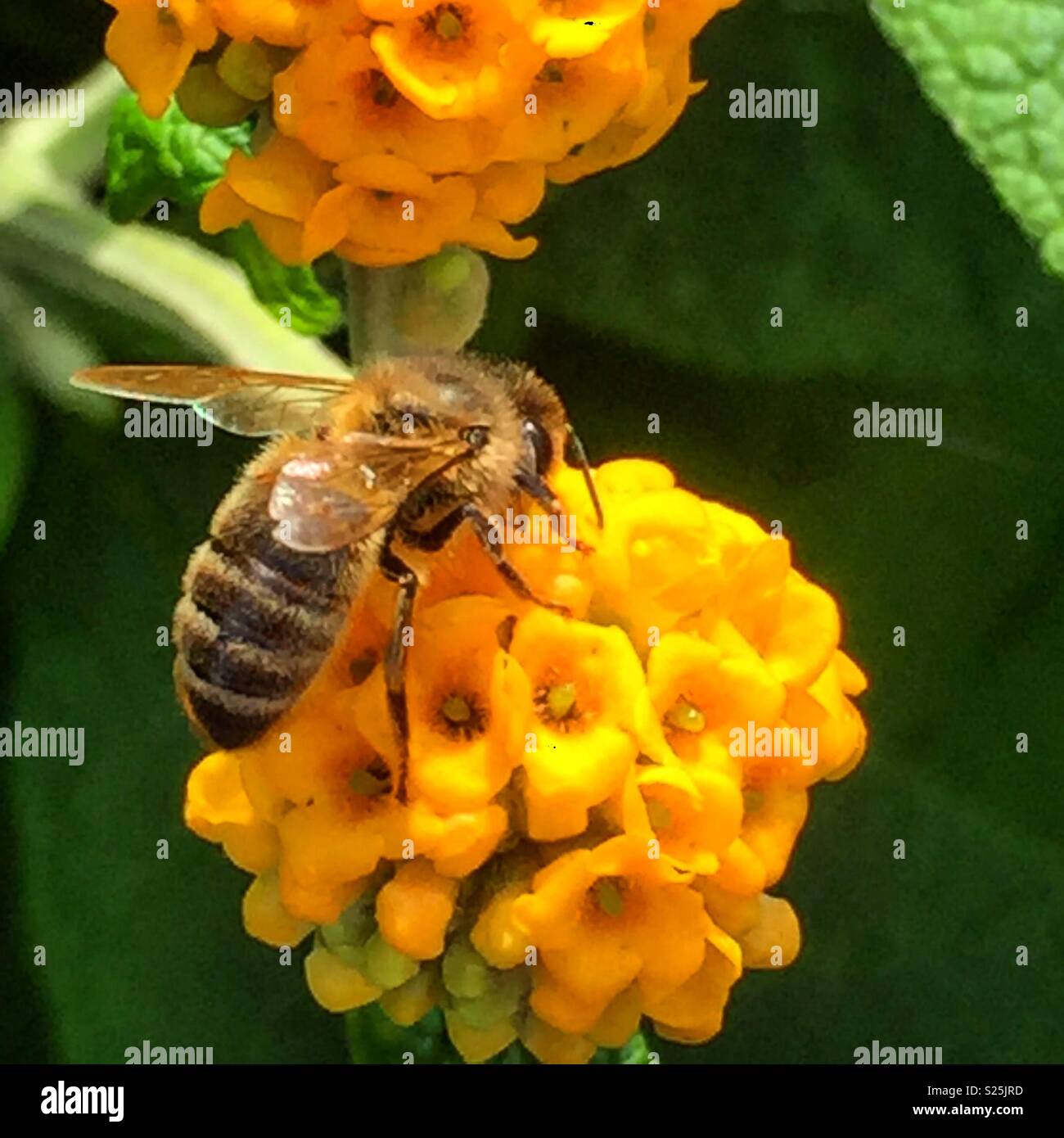 Busy Bee High Resolution Stock Photography and Images - Alamy
