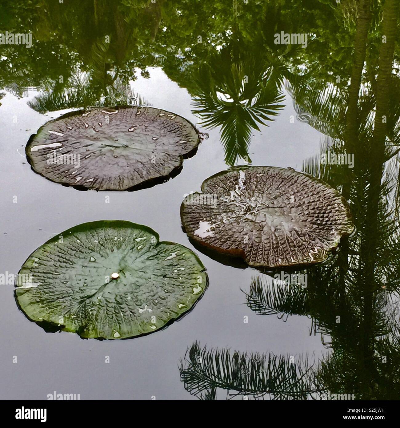 Victoria Amazonica Waterlily High Resolution Stock Photography and ...