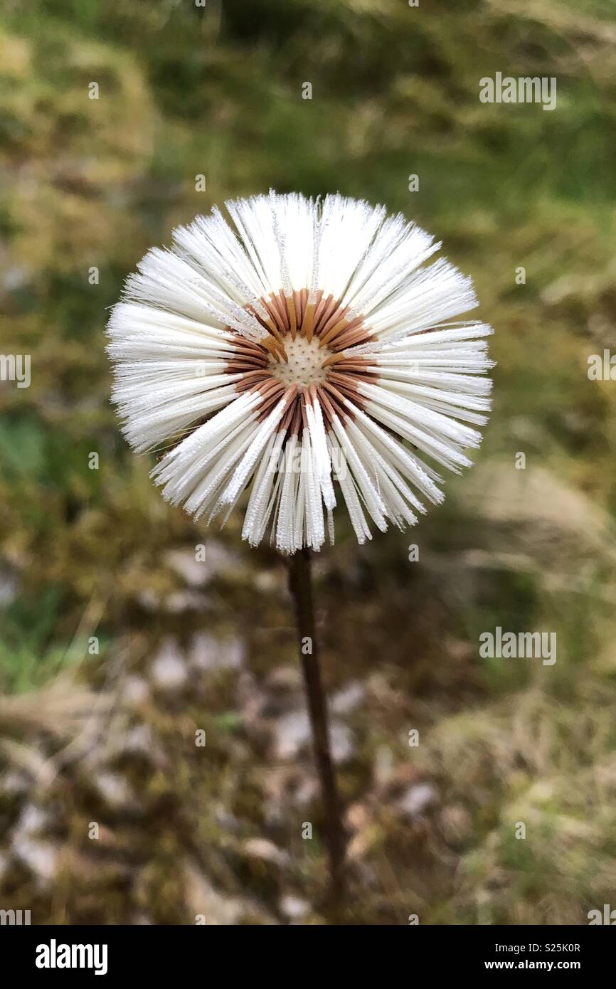 Coltsfoot seed hi-res stock photography and images - Alamy