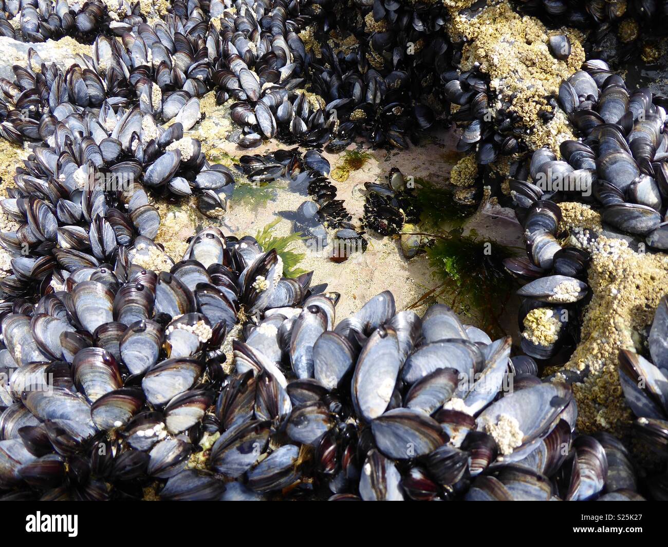 Mussels rock pool hi-res stock photography and images - Alamy