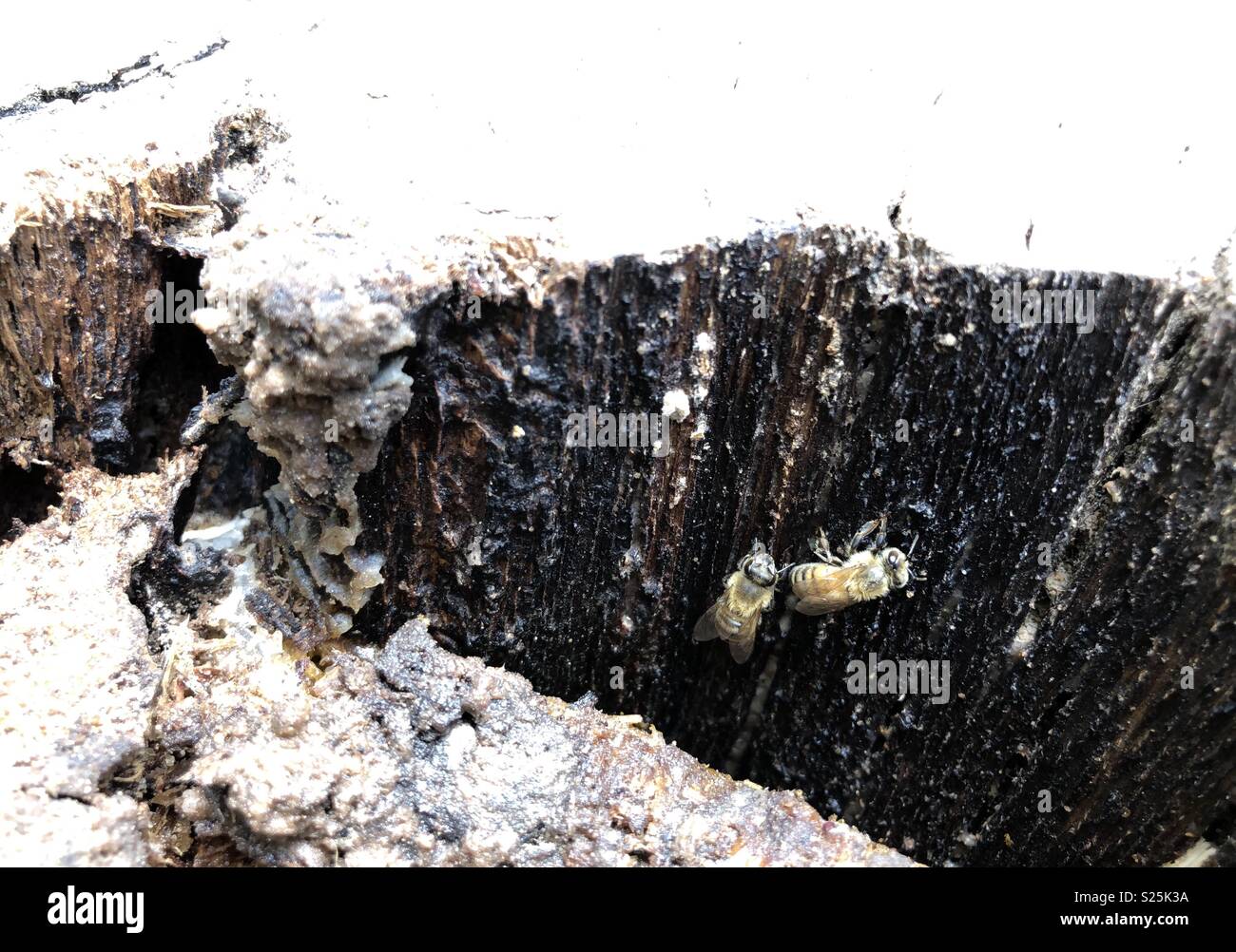 Bees nest in a tree hi-res stock photography and images - Alamy