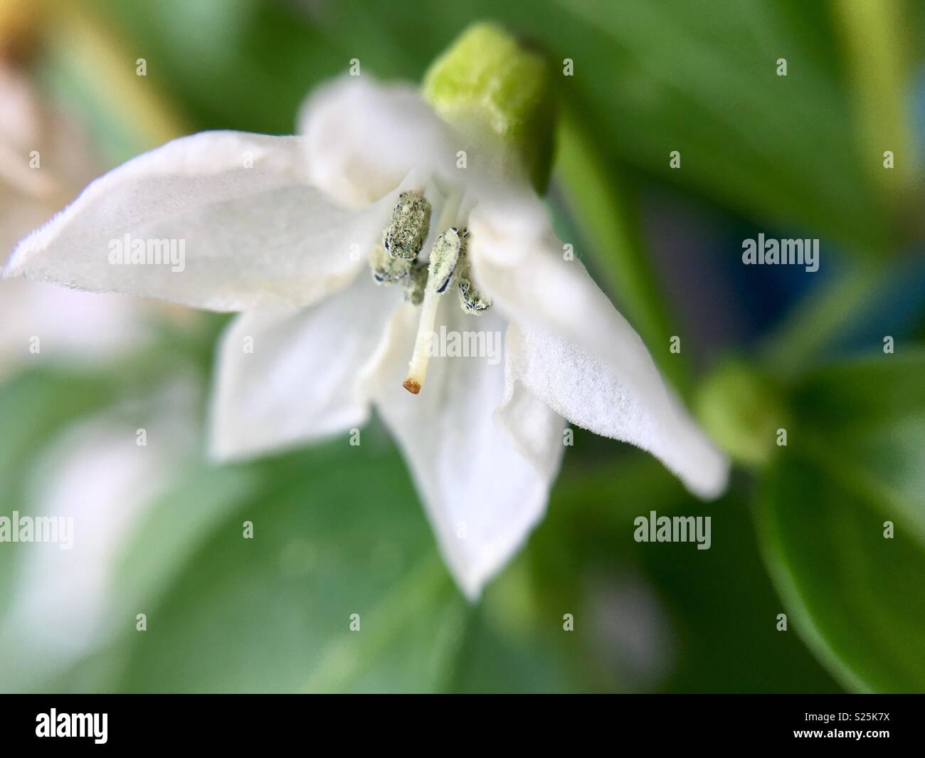 Chilli Flower High Resolution Stock Photography and Images - Alamy