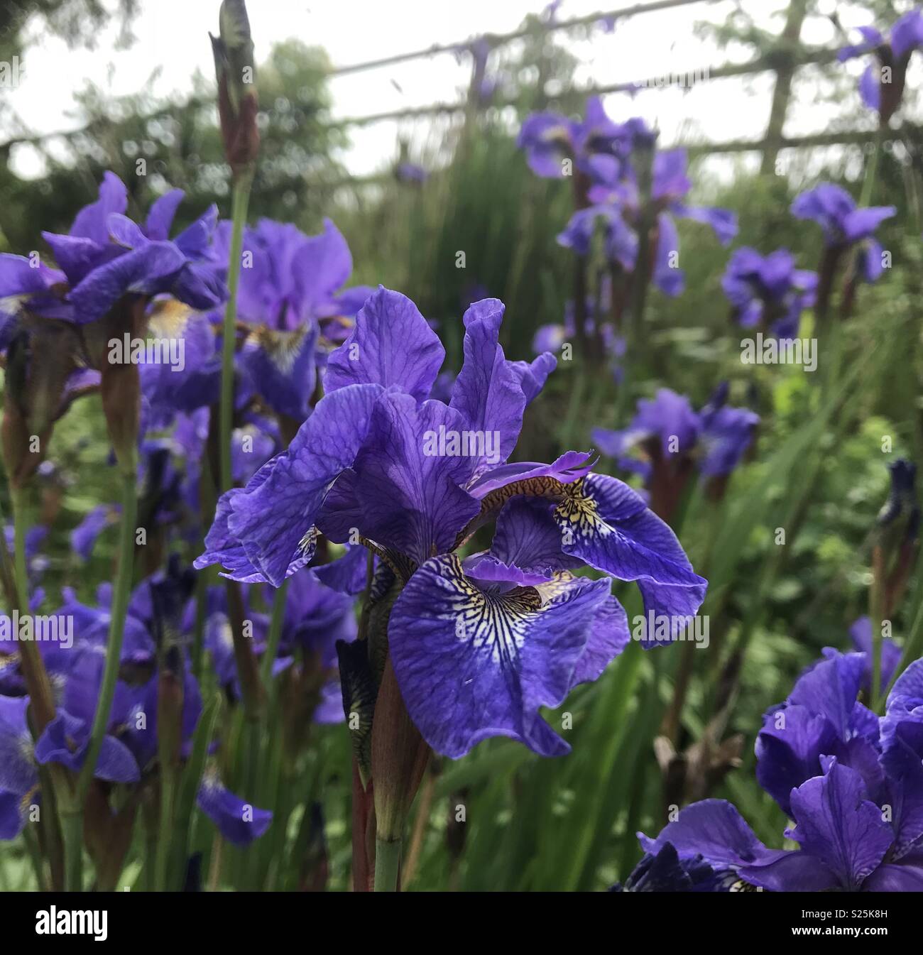 Irises in full bloom Stock Photo - Alamy