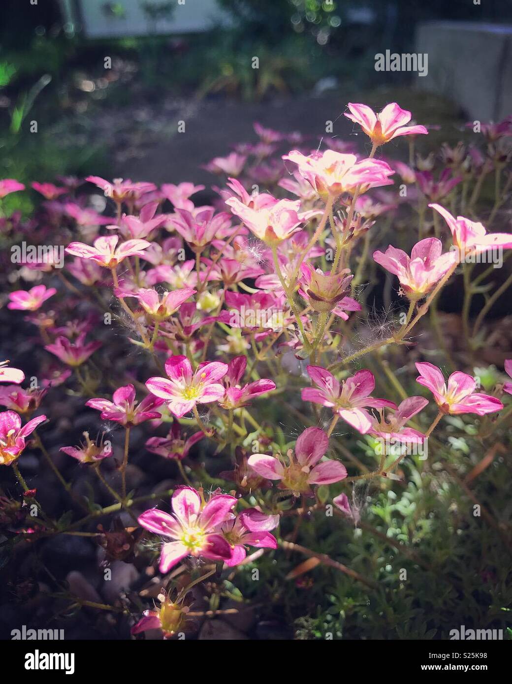Pink alpine flowers hi-res stock photography and images - Alamy
