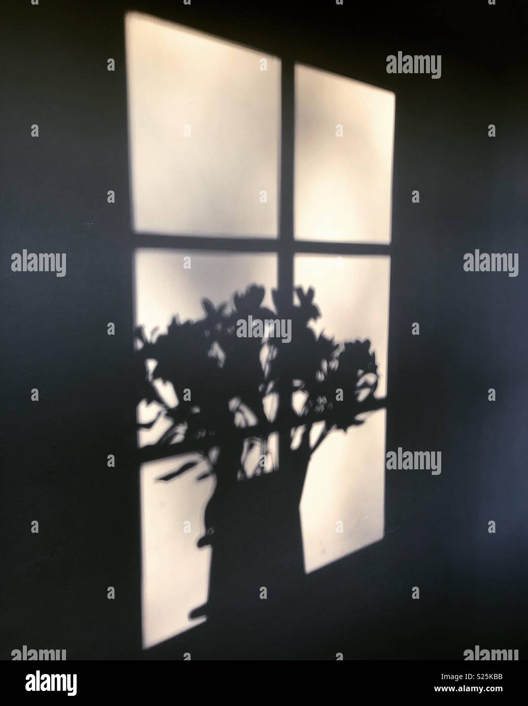 Shadow flowers hi-res stock photography and images - Alamy