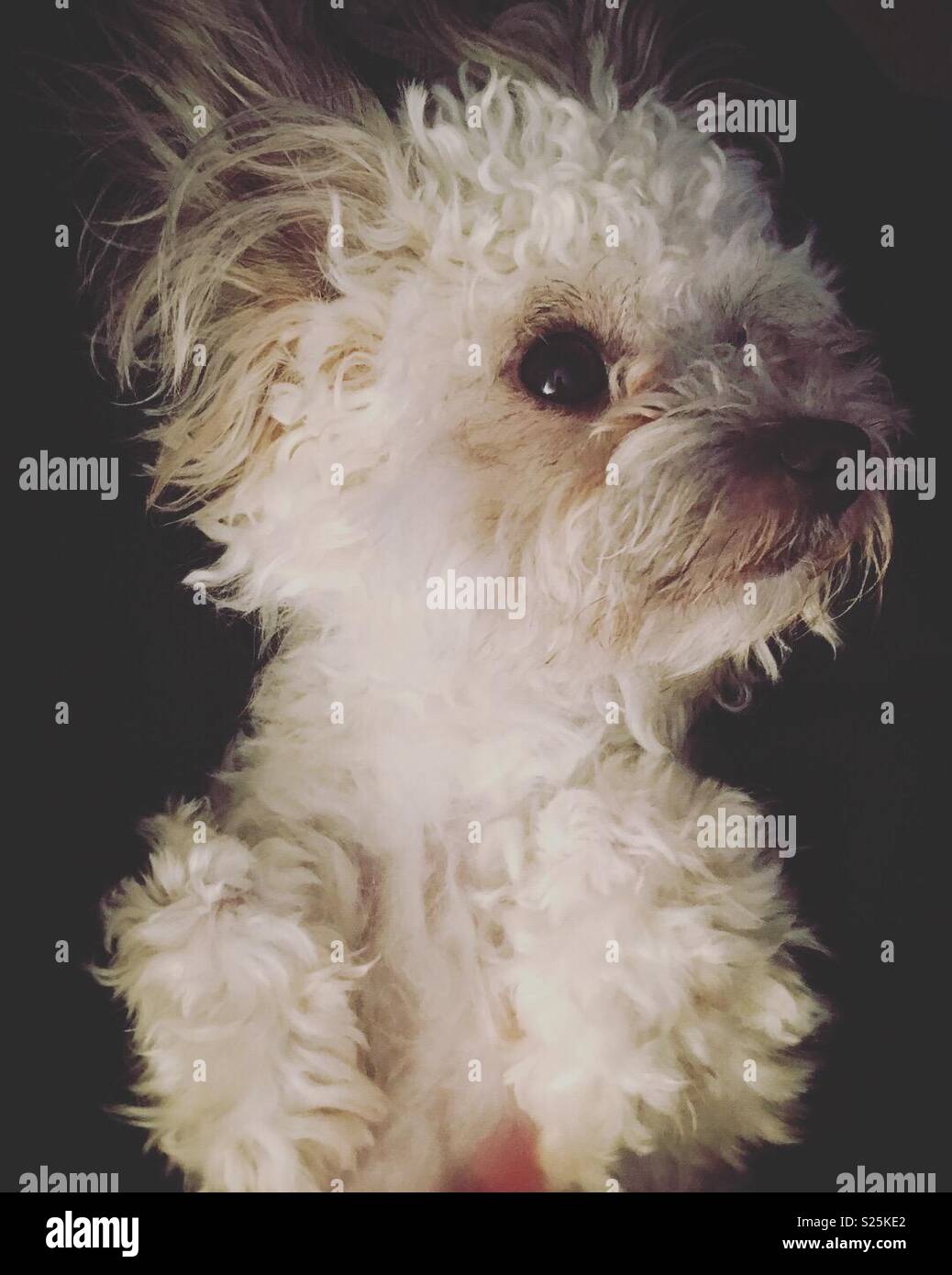 Chichon hi-res stock photography and images - Alamy