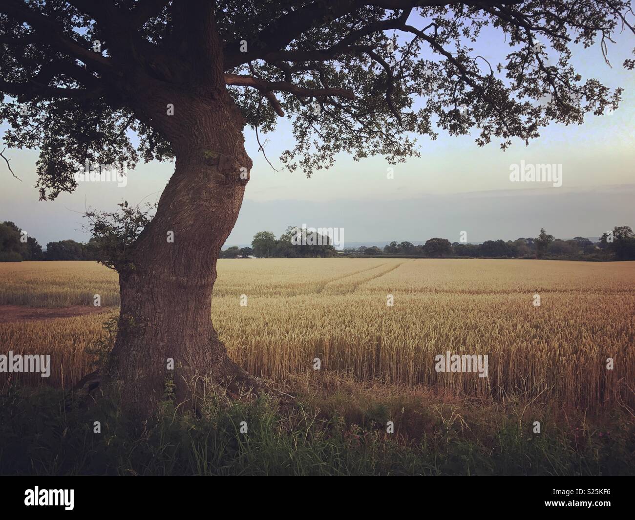 Wonky hi-res stock photography and images - Alamy