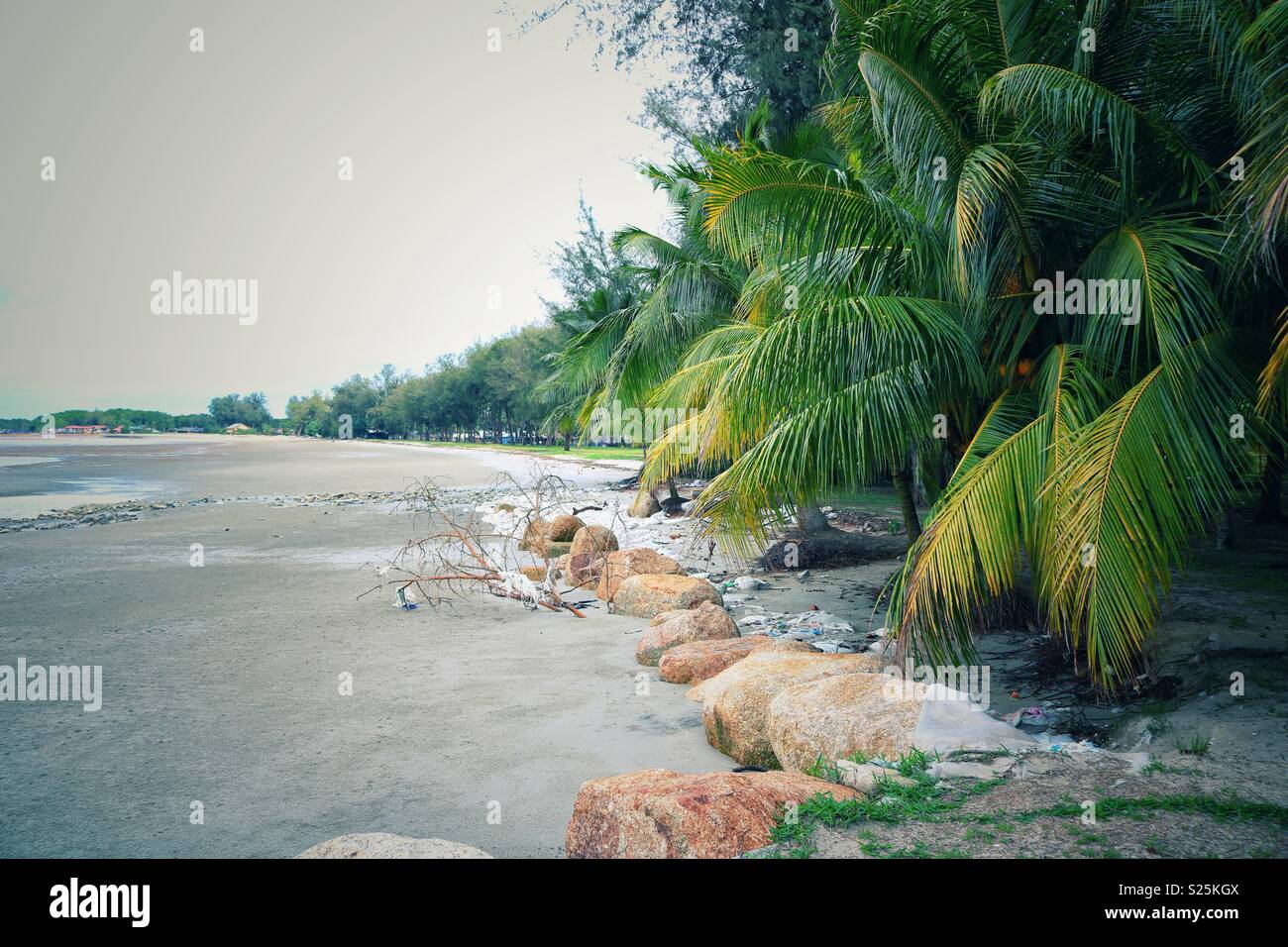 Coconat tree hi-res stock photography and images - Alamy