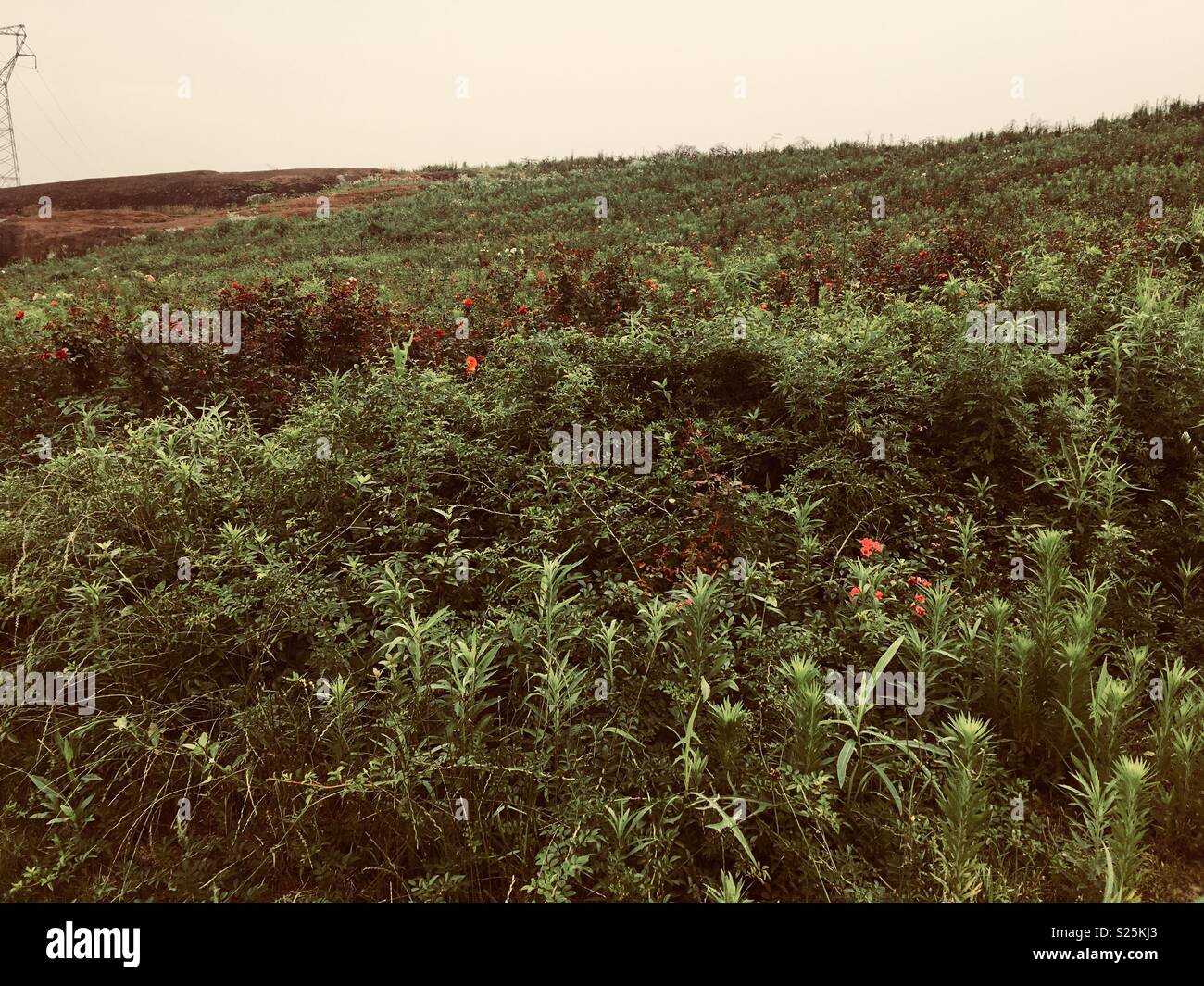 Rose hill hi-res stock photography and images - Alamy