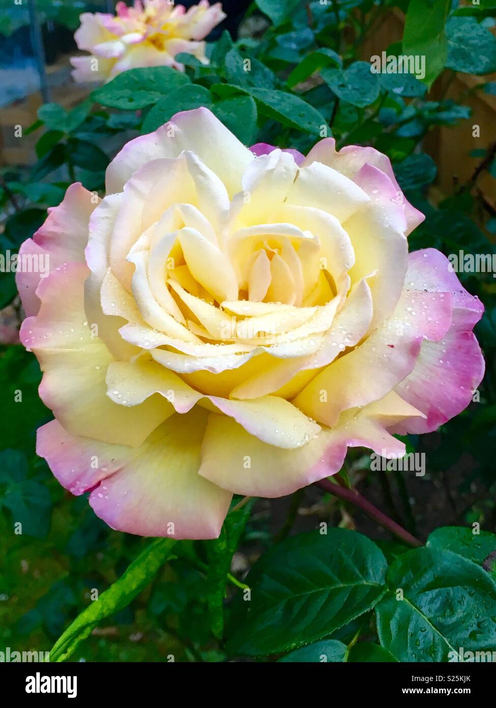 Peace rose hi-res stock photography and images - Alamy